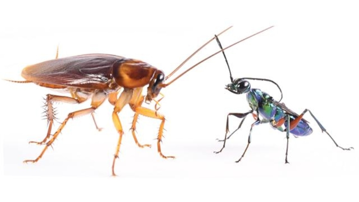 Roaches have a trick for avoiding deadly zombification | National ...