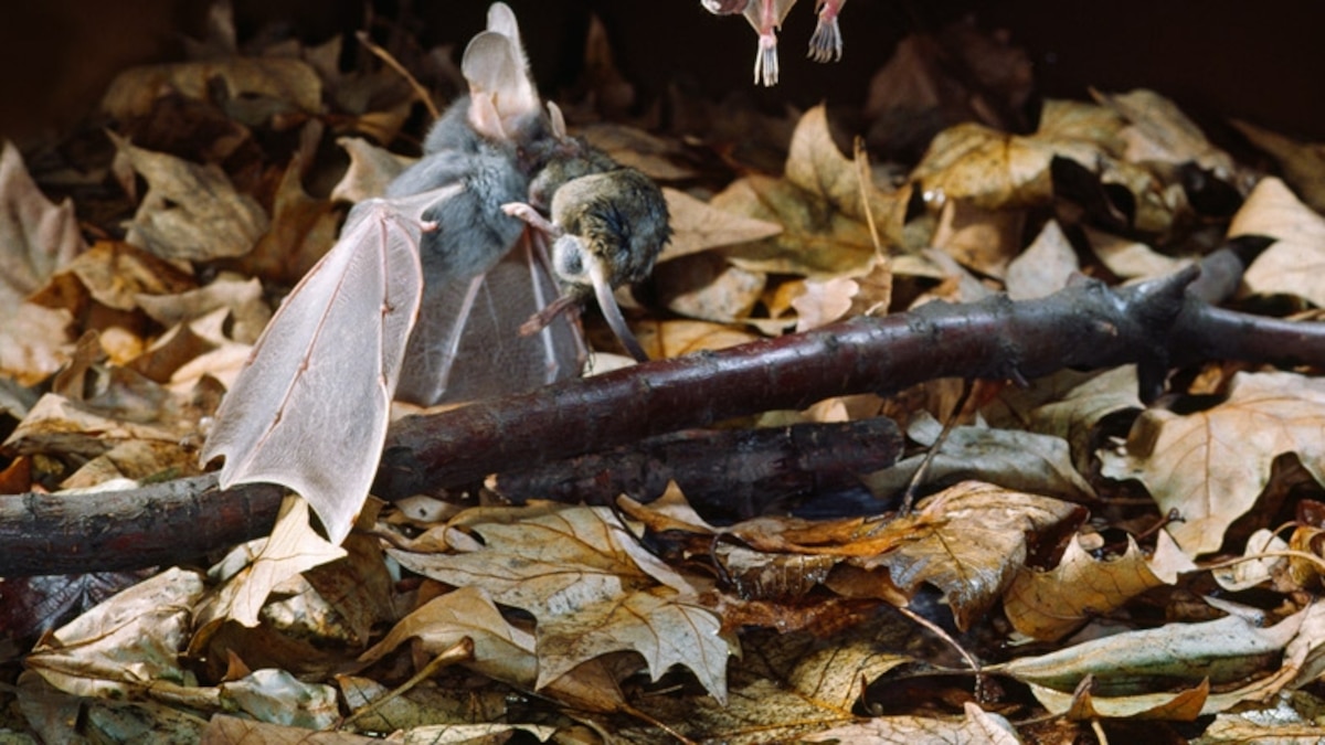 Bats Can Recognize Each Other’s Voices | National Geographic