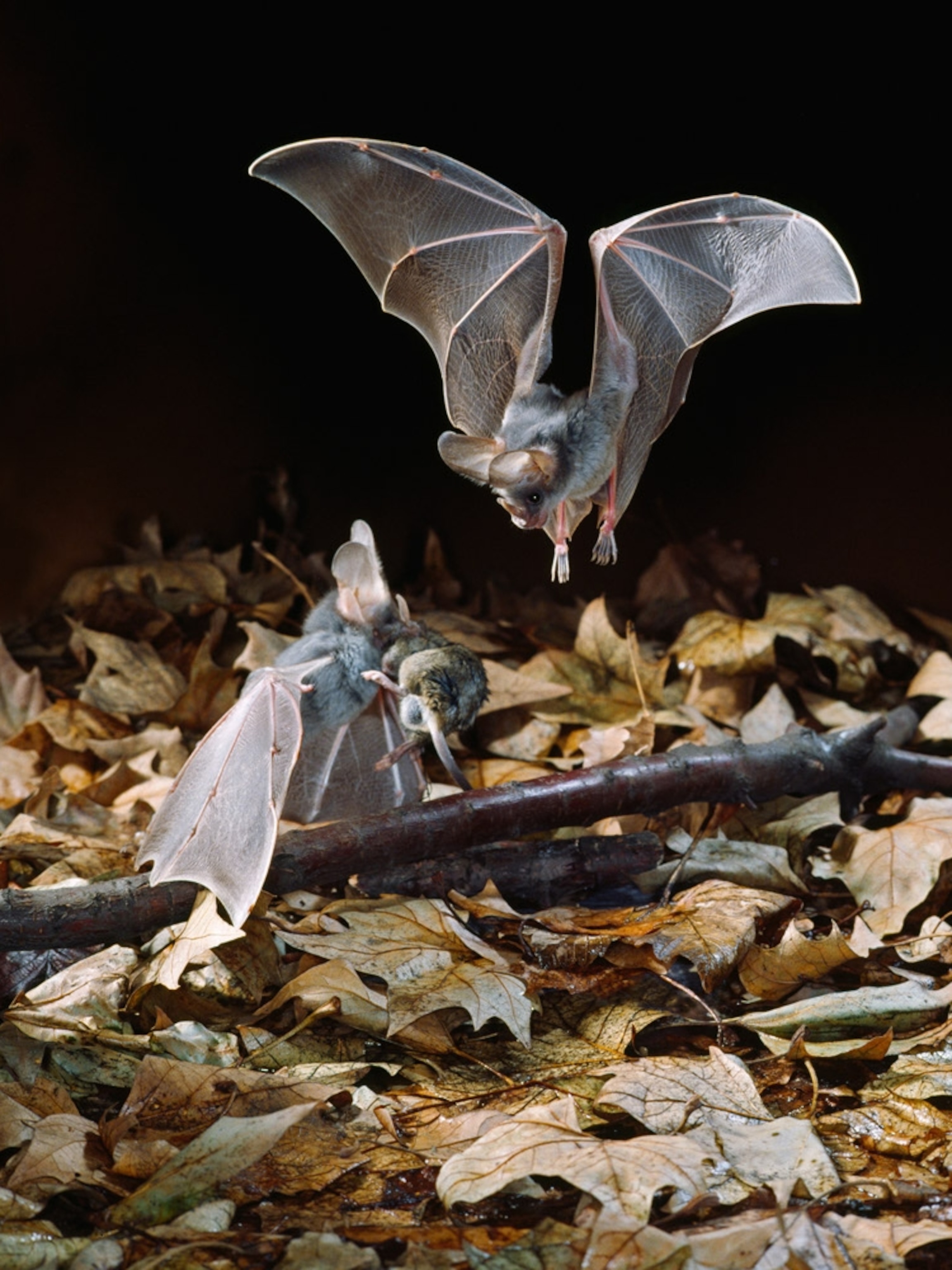 Bats Can Recognize Each Other’s Voices