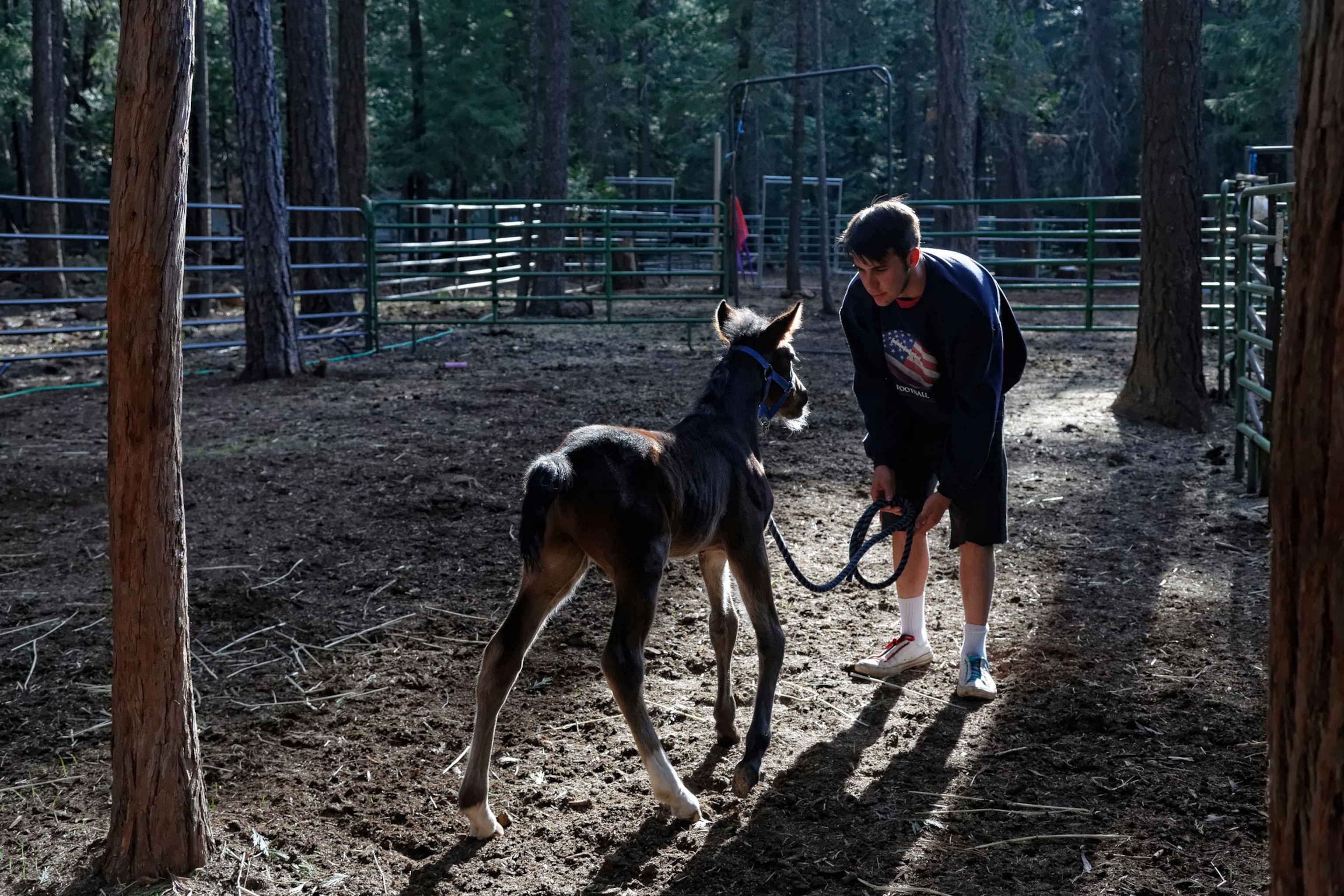 Pictures of Wild Horses in the American West | National Geographic