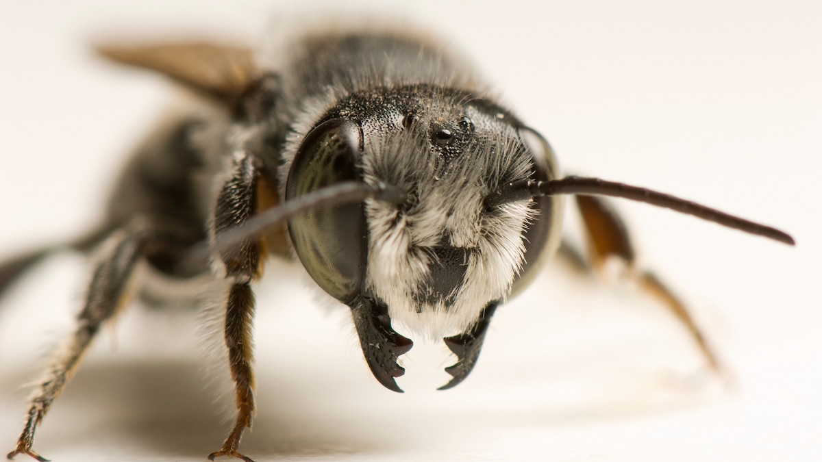 Wild bees in Argentina are building their homes from plastic | National ...
