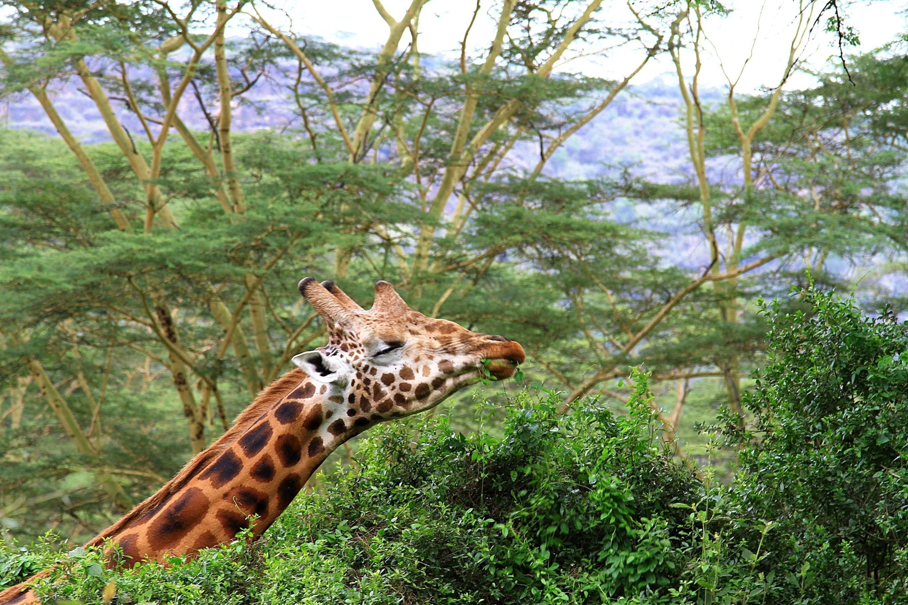 Inside the Fight to Stop Giraffes’ ‘Silent Extinction’