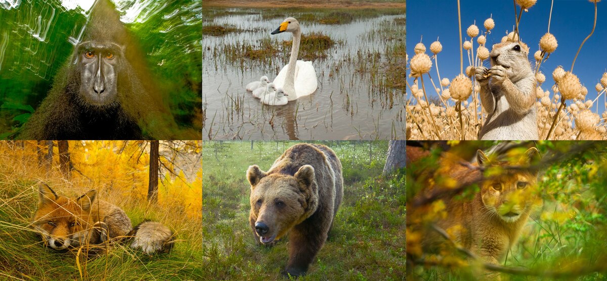 Picturing a World Where Animals Are Seen as Individuals