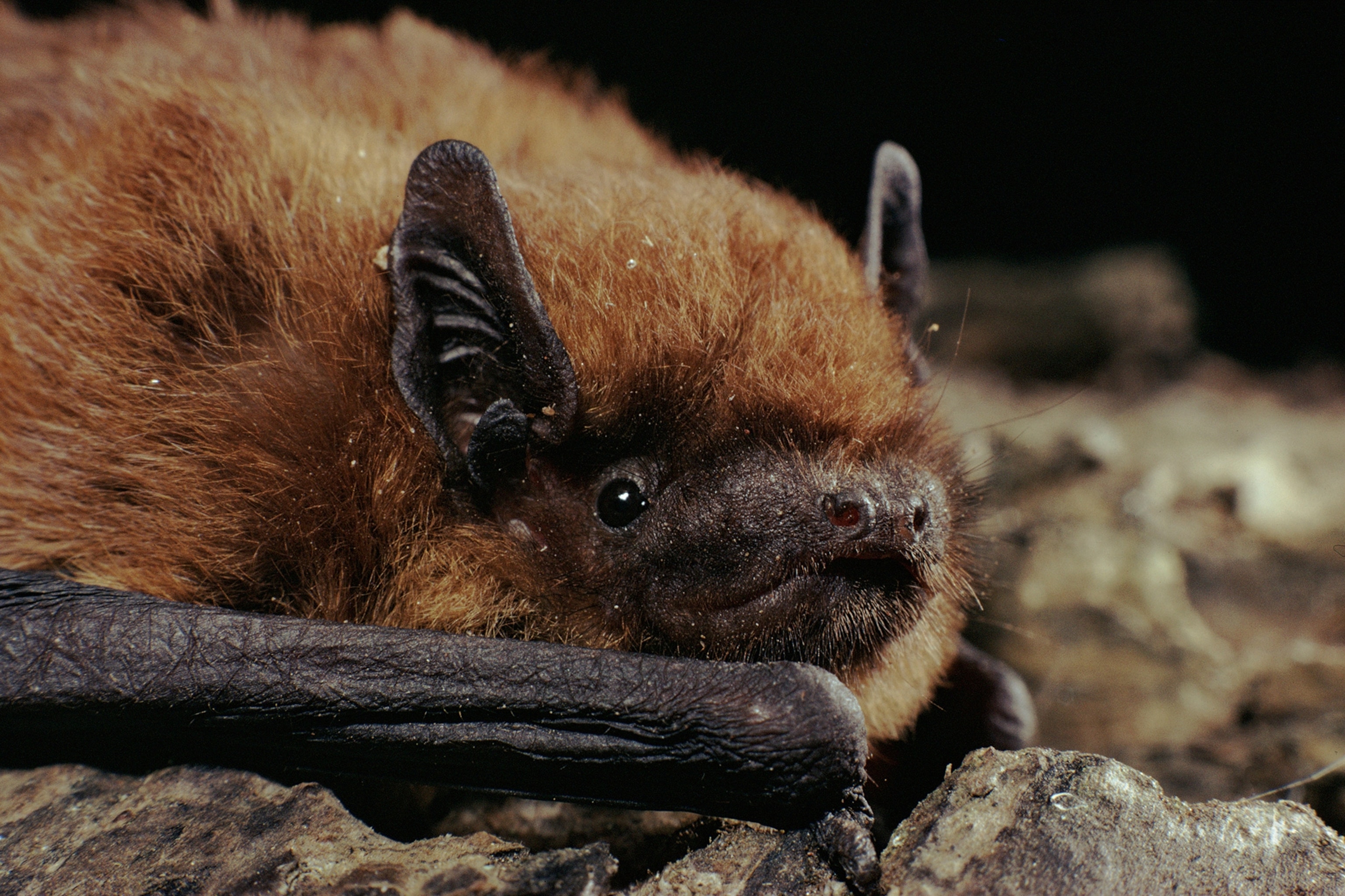Light pollution hurts urban bats. Trees can help.
