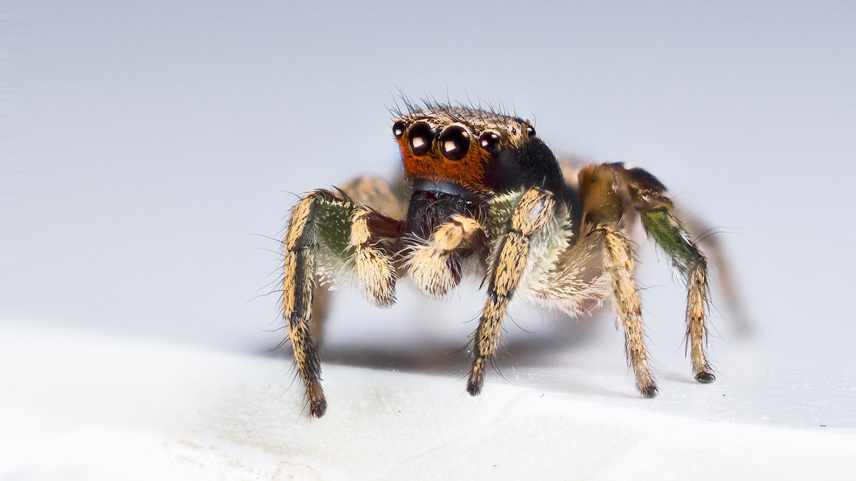 Surprise: Jumping Spiders Can See More Colors Than You Can | National ...