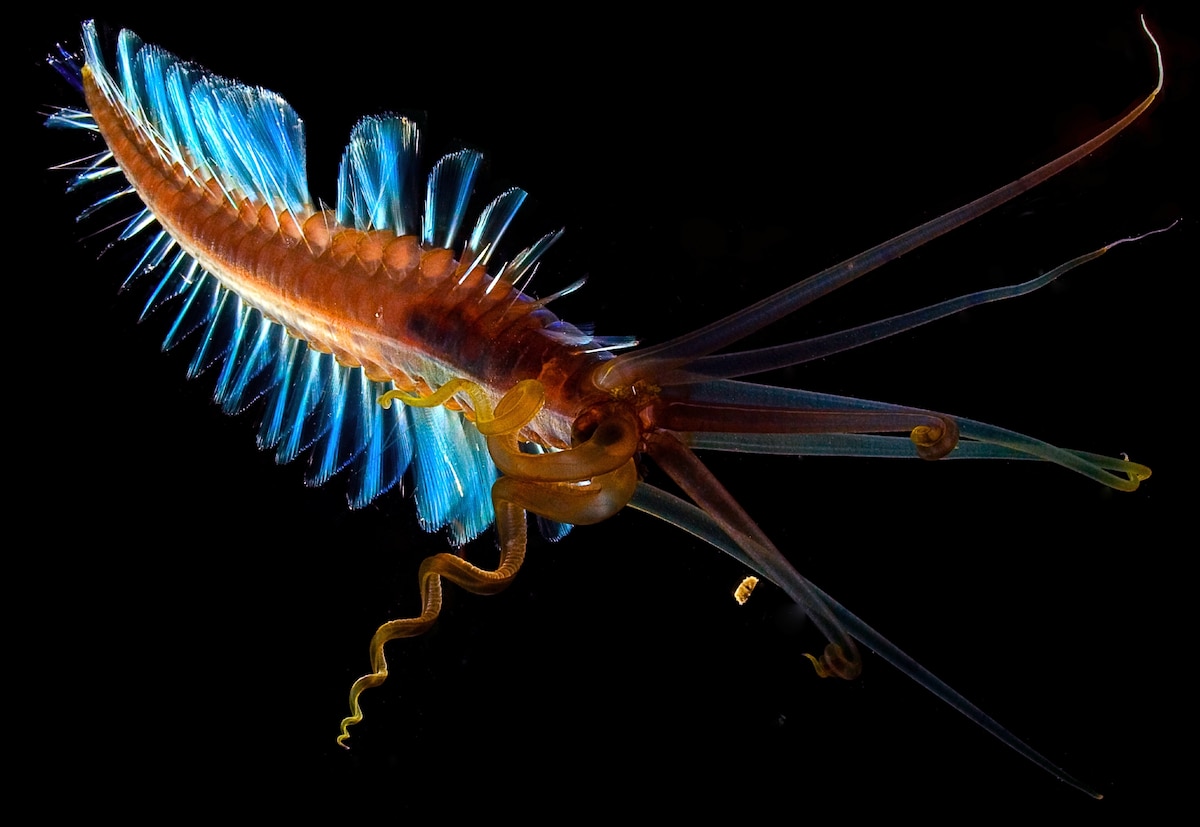 Six Pictures of Beautiful, Bizarre Worms That Slink Or Swim