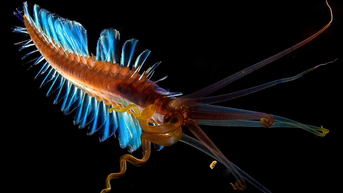 Six Pictures of Beautiful, Bizarre Worms That Slink Or Swim | National ...