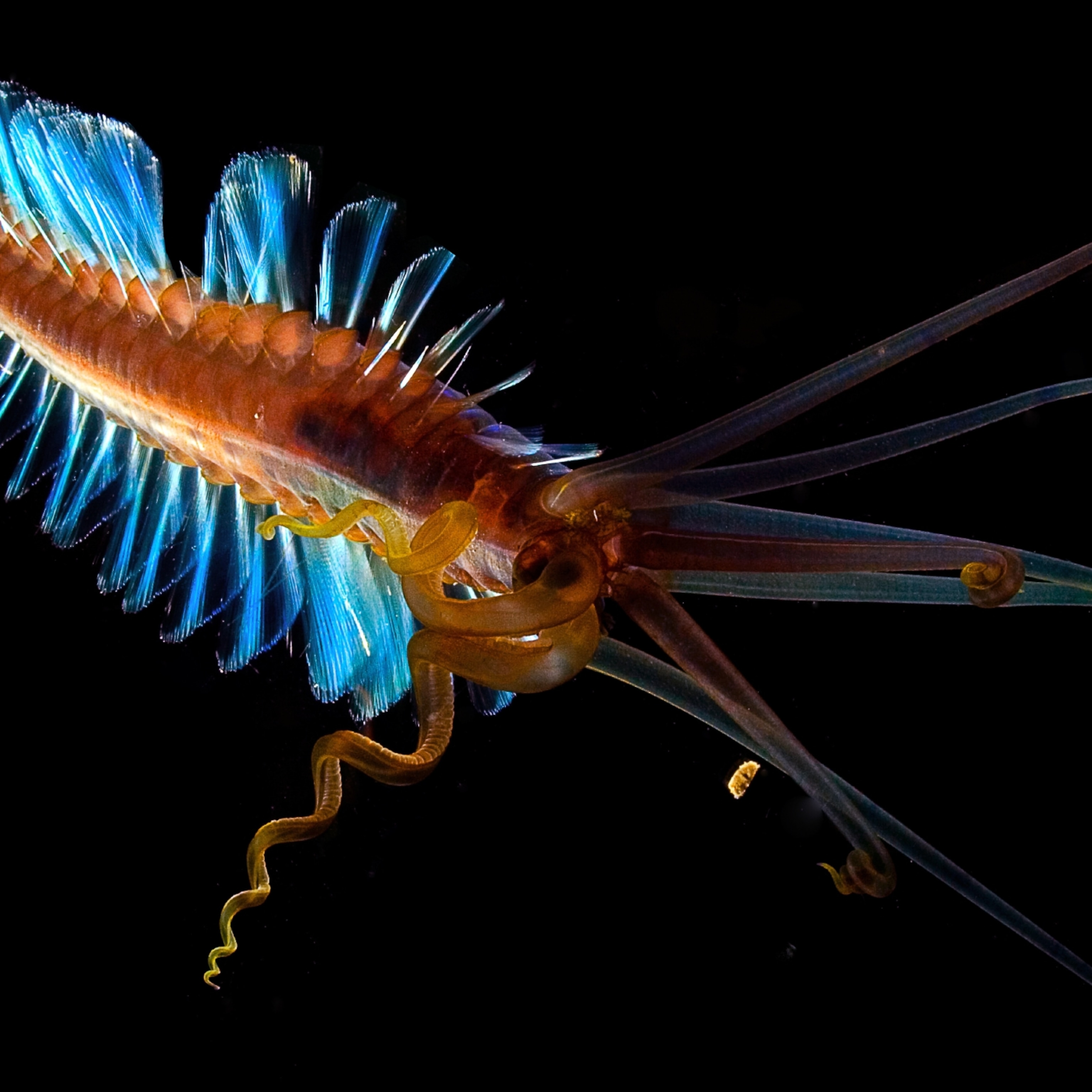 Polychaetes Of Head