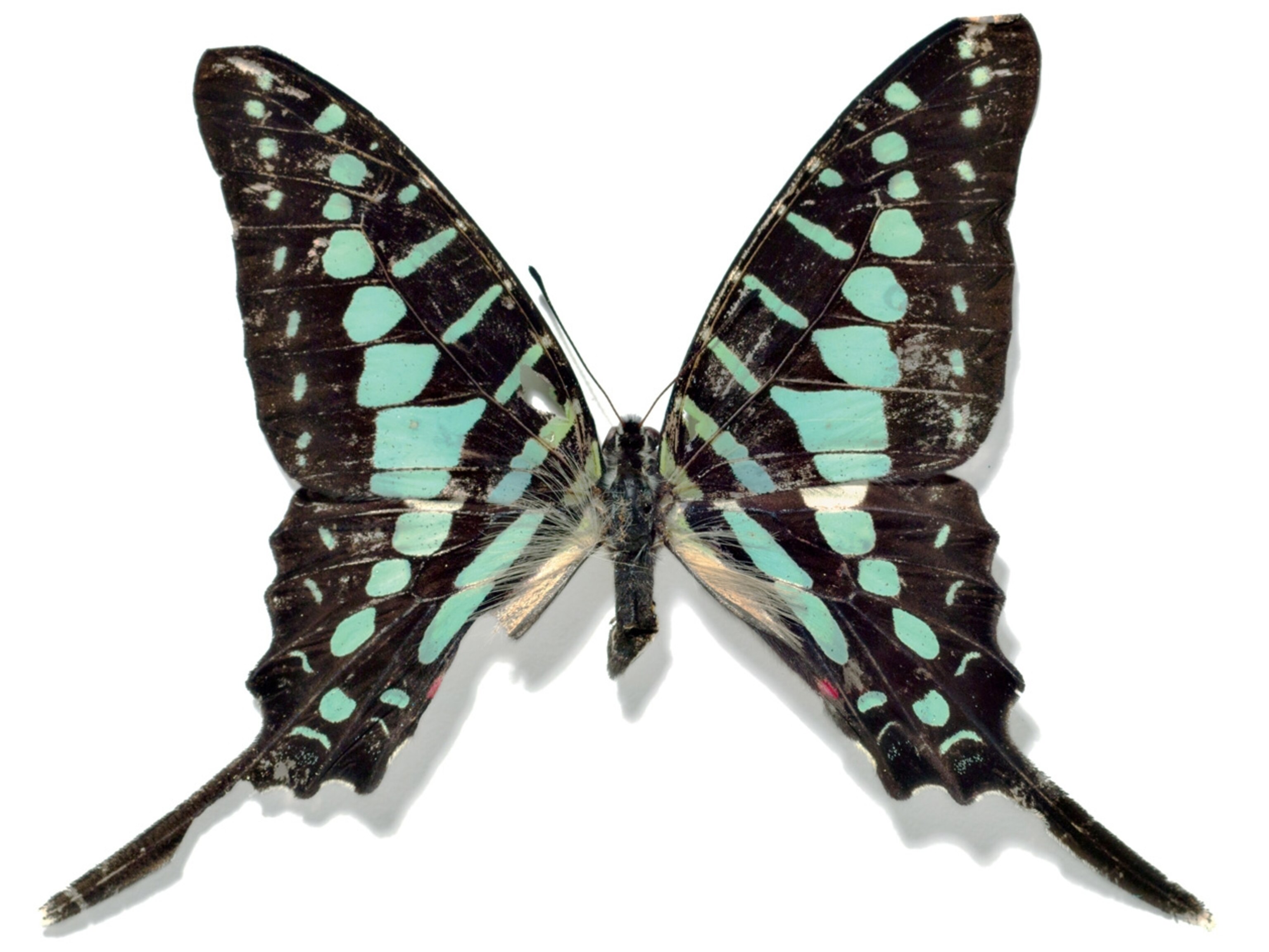 How Butterflies Shed Light on Central Africa’s War