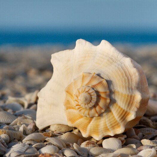 Spiral Sea Shells