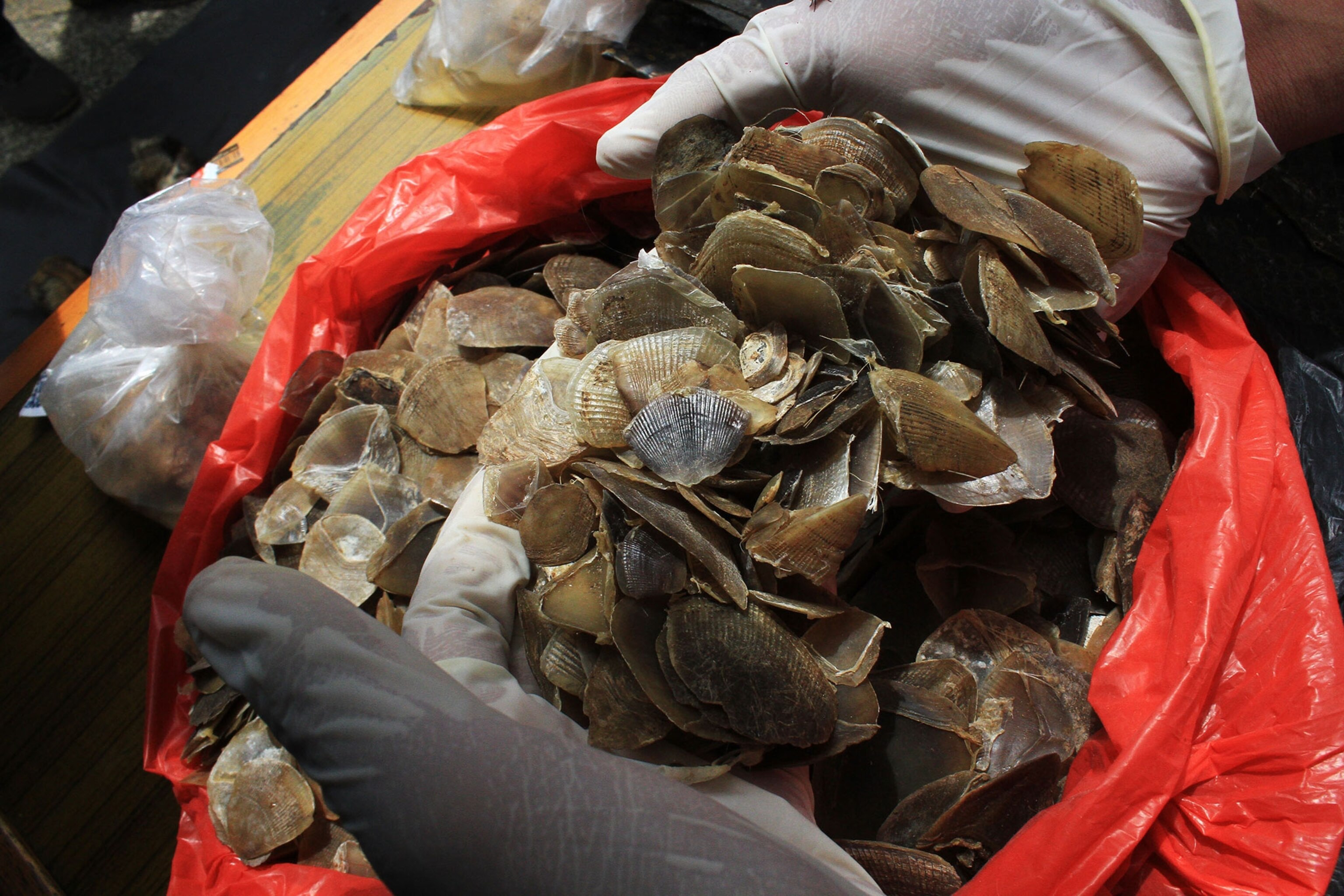 Plan to Save World's Most Trafficked Mammal Ignites Debate