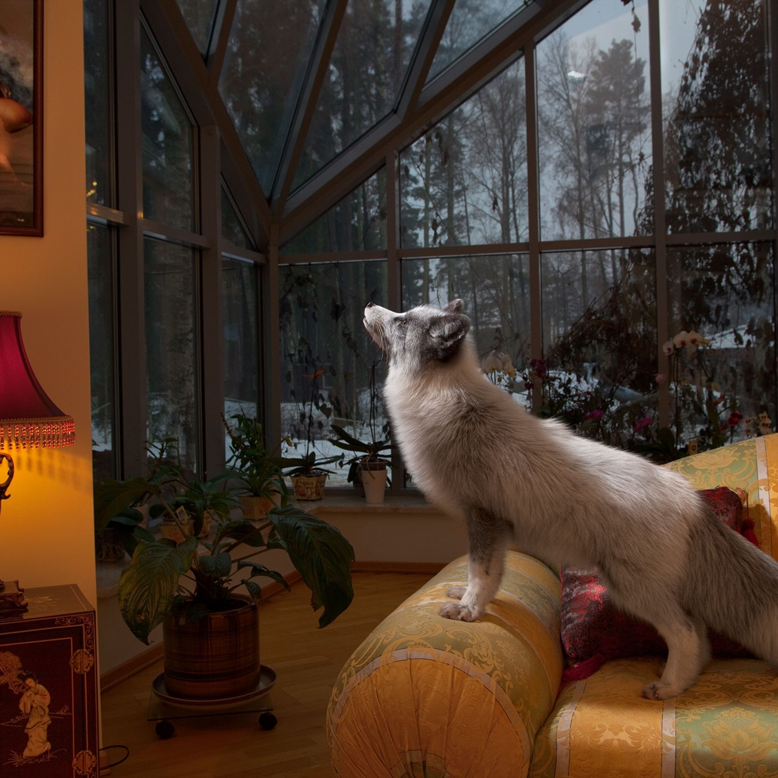 Domesticated Silver Fox National Geographic Foxes: Facts & Pictures