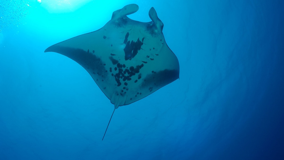 Rare Manta Ray Nursery Discovered | National Geographic