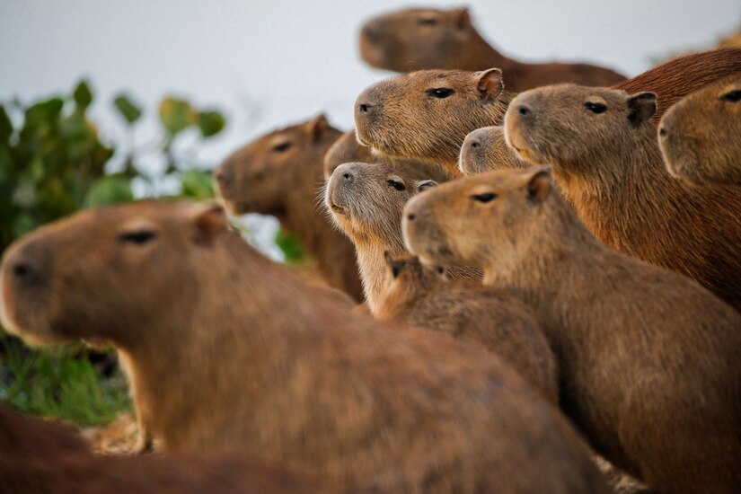 Capybaras As Pets