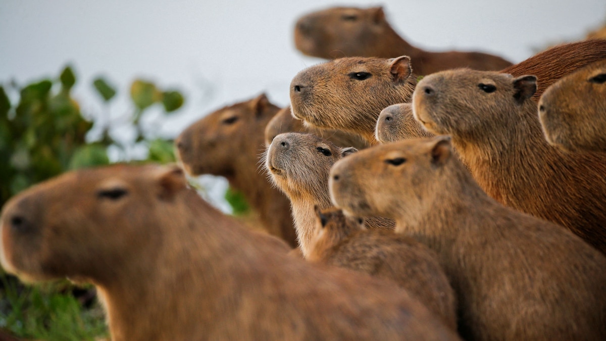 Axolotls and capybaras are TikTok famous—and that could be a problem ...