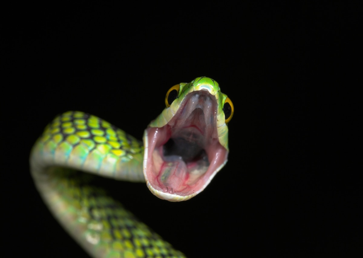 The Monkey and the Snake: How the Primate Brain Reacts to Serpents