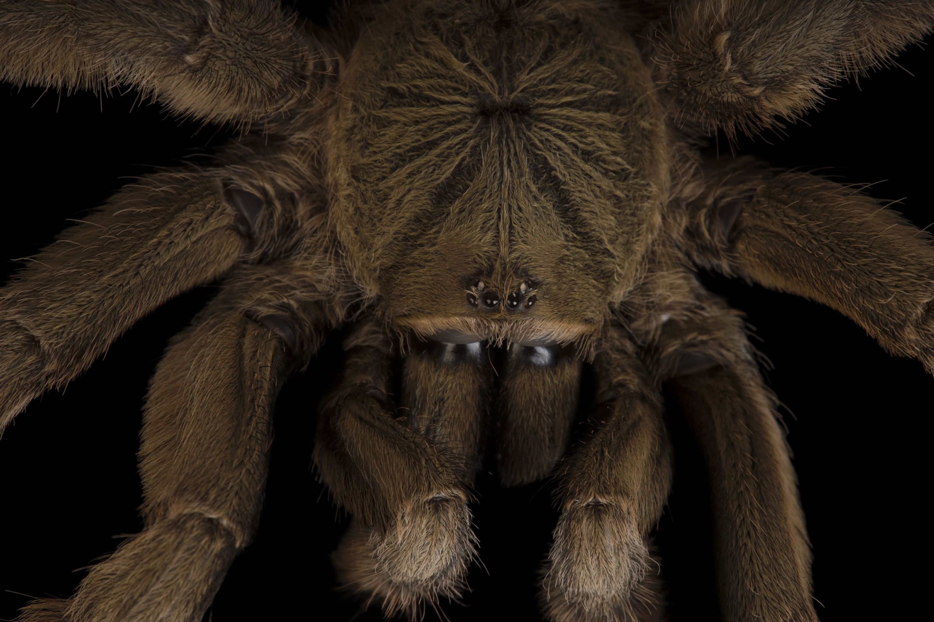New High-Altitude Tarantula Species Discovered