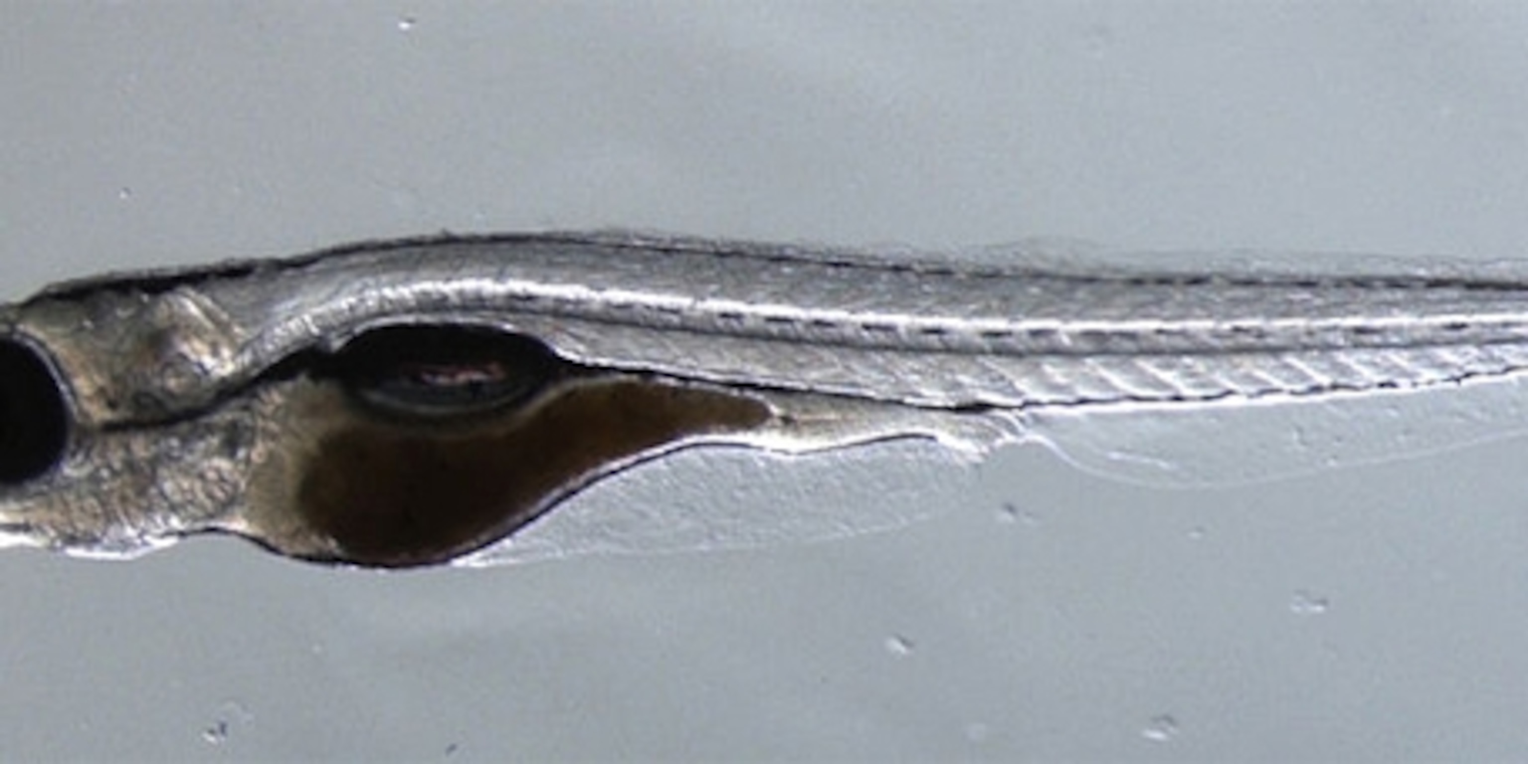 Fish Watches Food. Scientists Watch Fish’s Thoughts