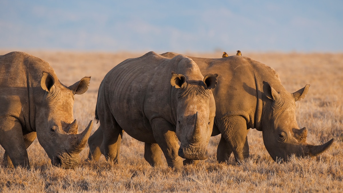 New Maps May Help Chase Down Poachers Before They Strike | National ...