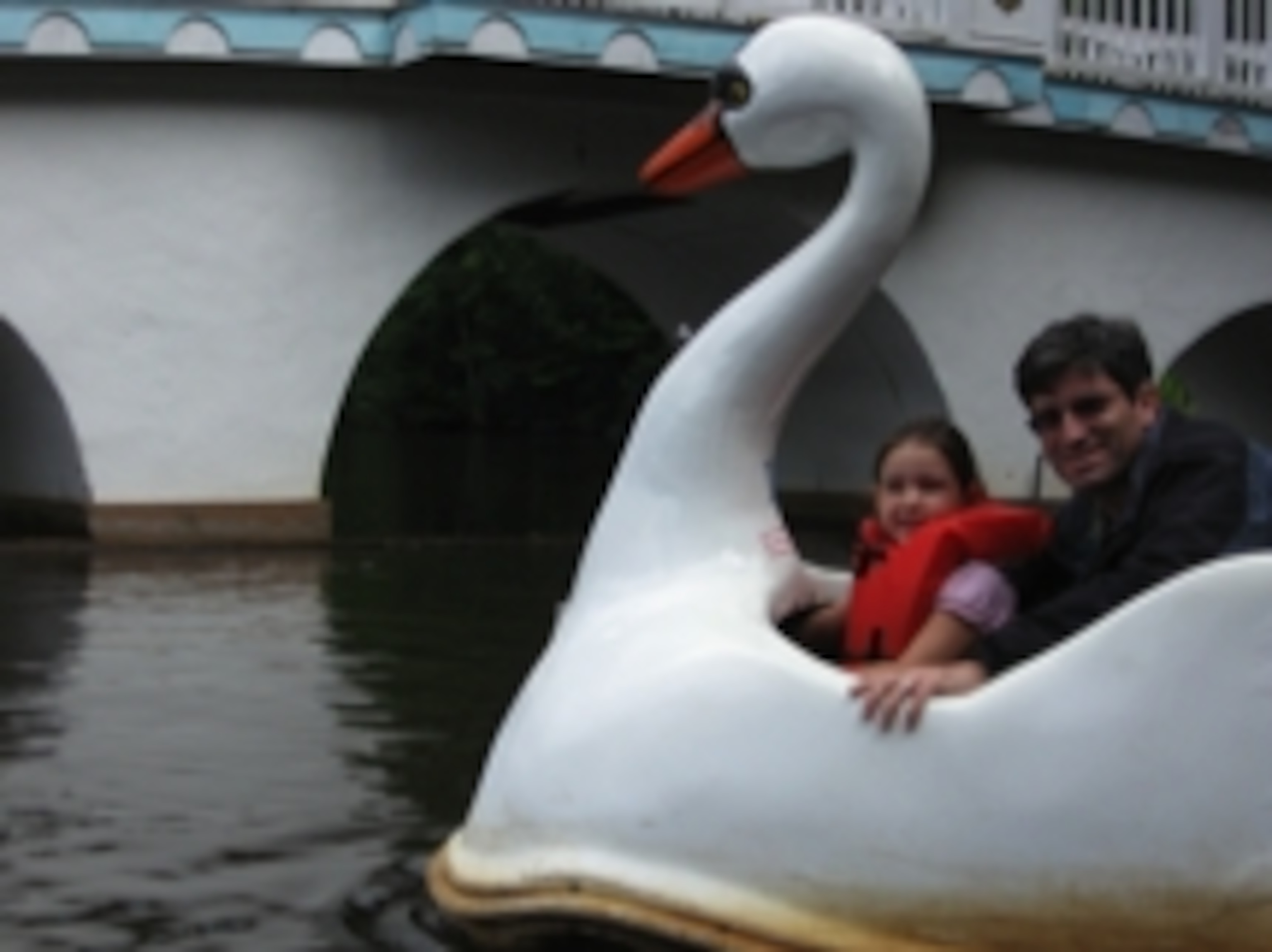 A Lot Of Things Happen While You're Riding A Swan Boat