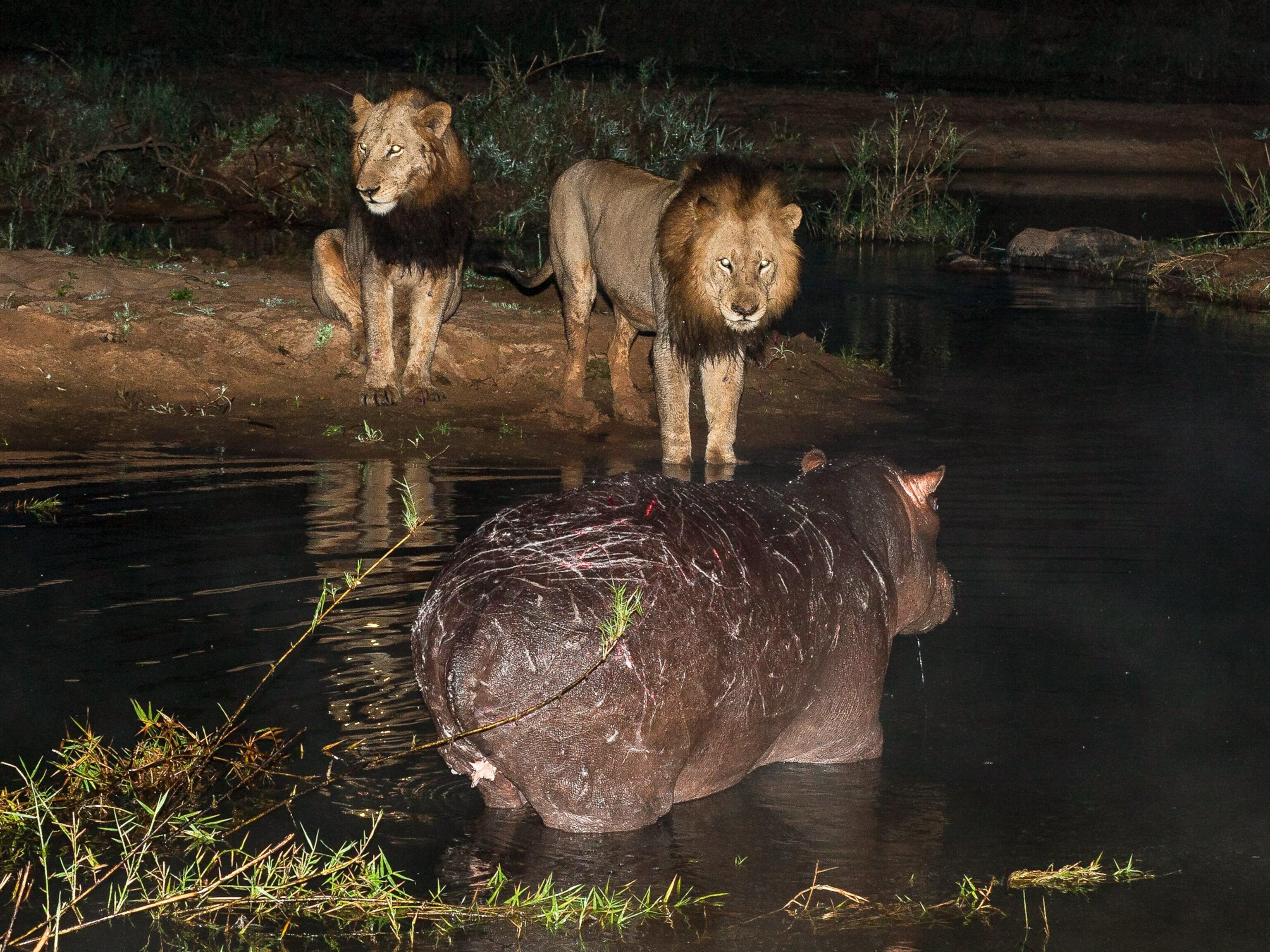'Unusual' Pictures: Lions vs. Hippo