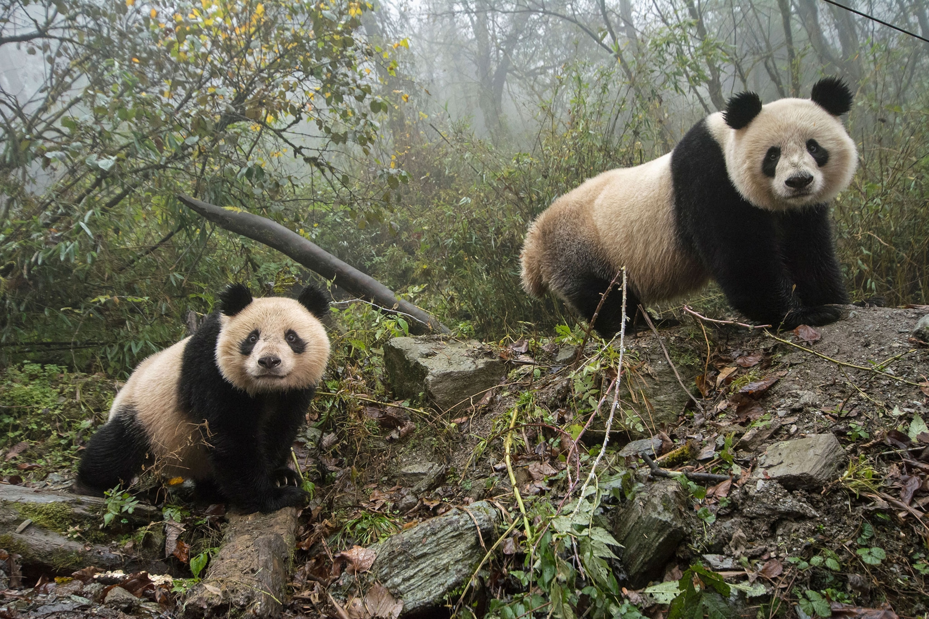 A Behind-The-Scenes Look At Photographing Pandas