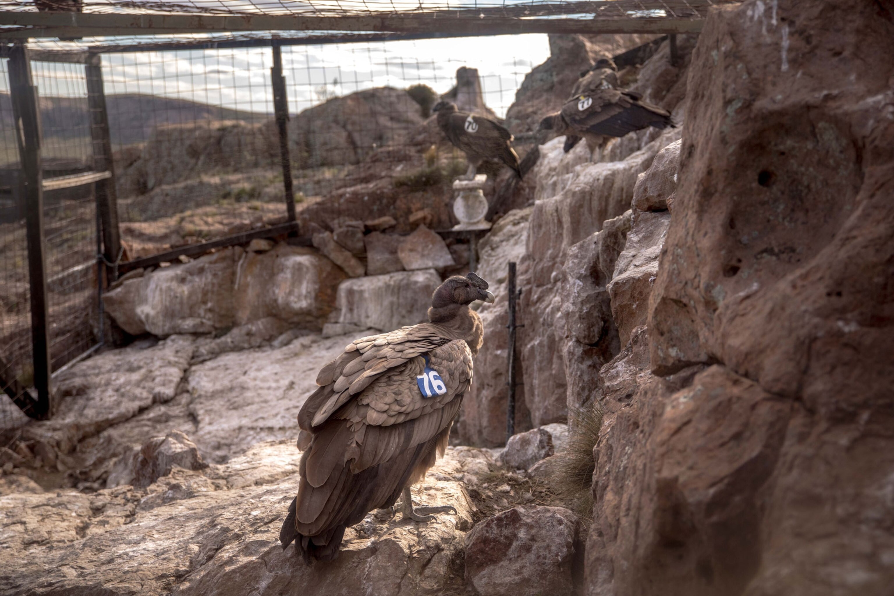 A look inside the monumental effort to save the Andean condor