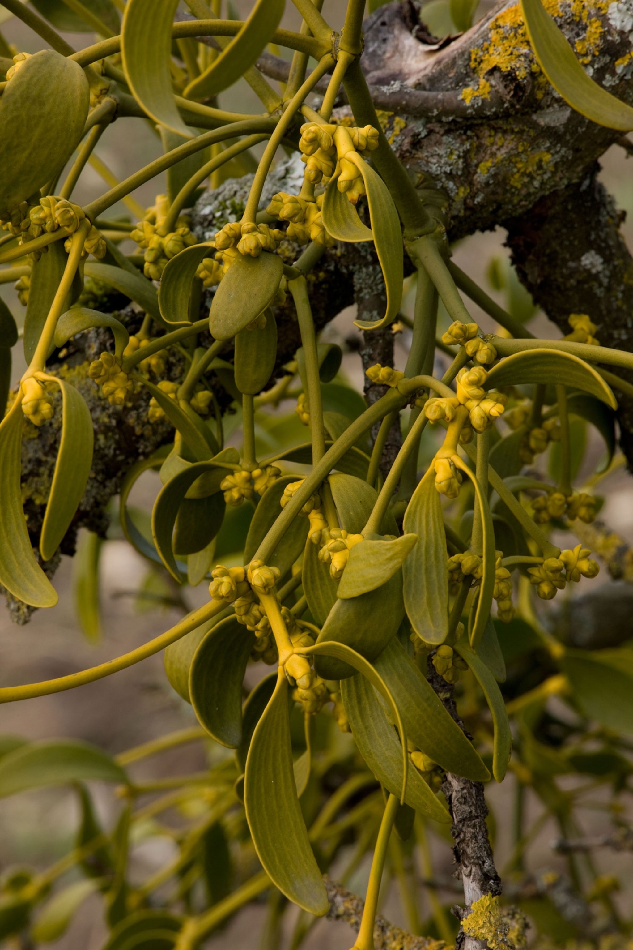 How Mistletoe Became Everyone's Favorite Parasite