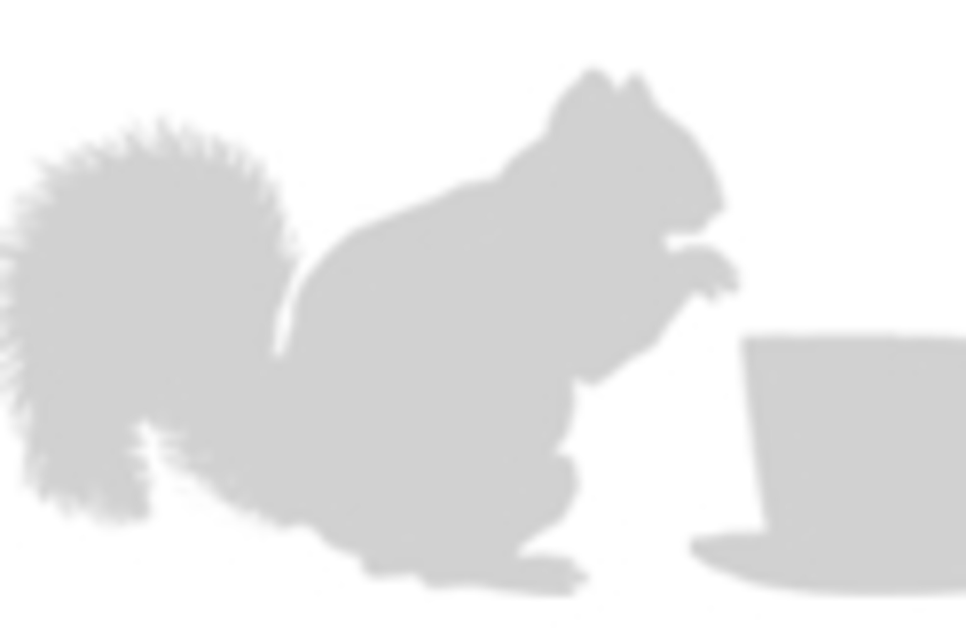 African Pygmy Squirrel Size