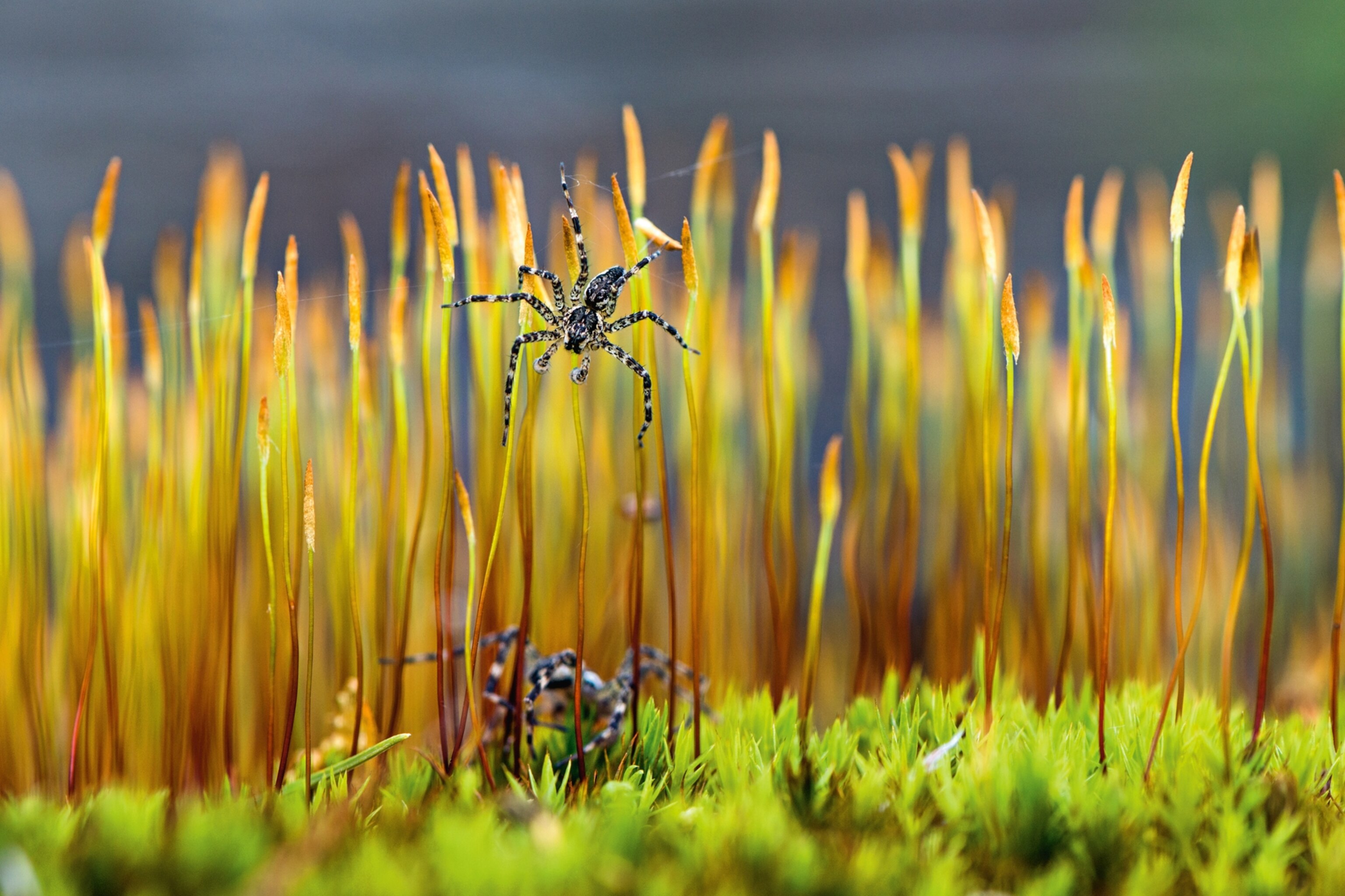 Pictures of the Spring Landscape in Minnesota
