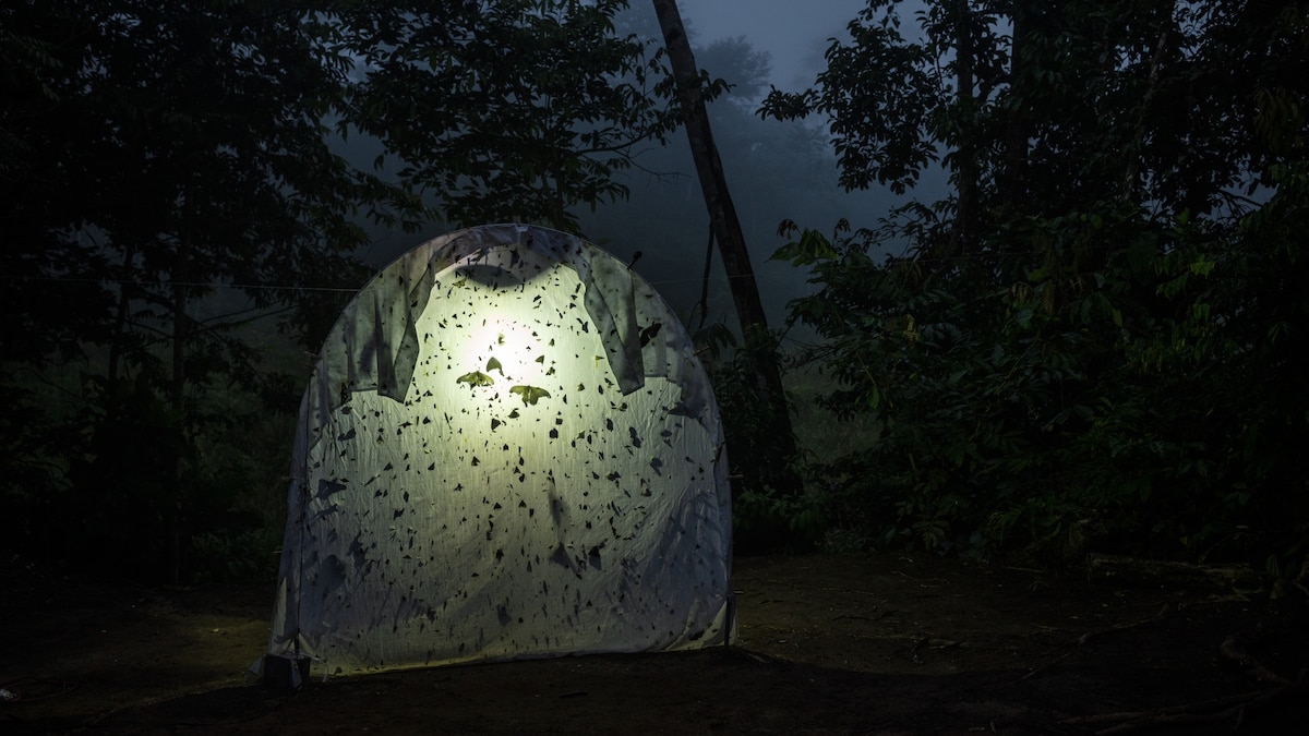 New studies confirm insects are vanishing at an alarming rate ...