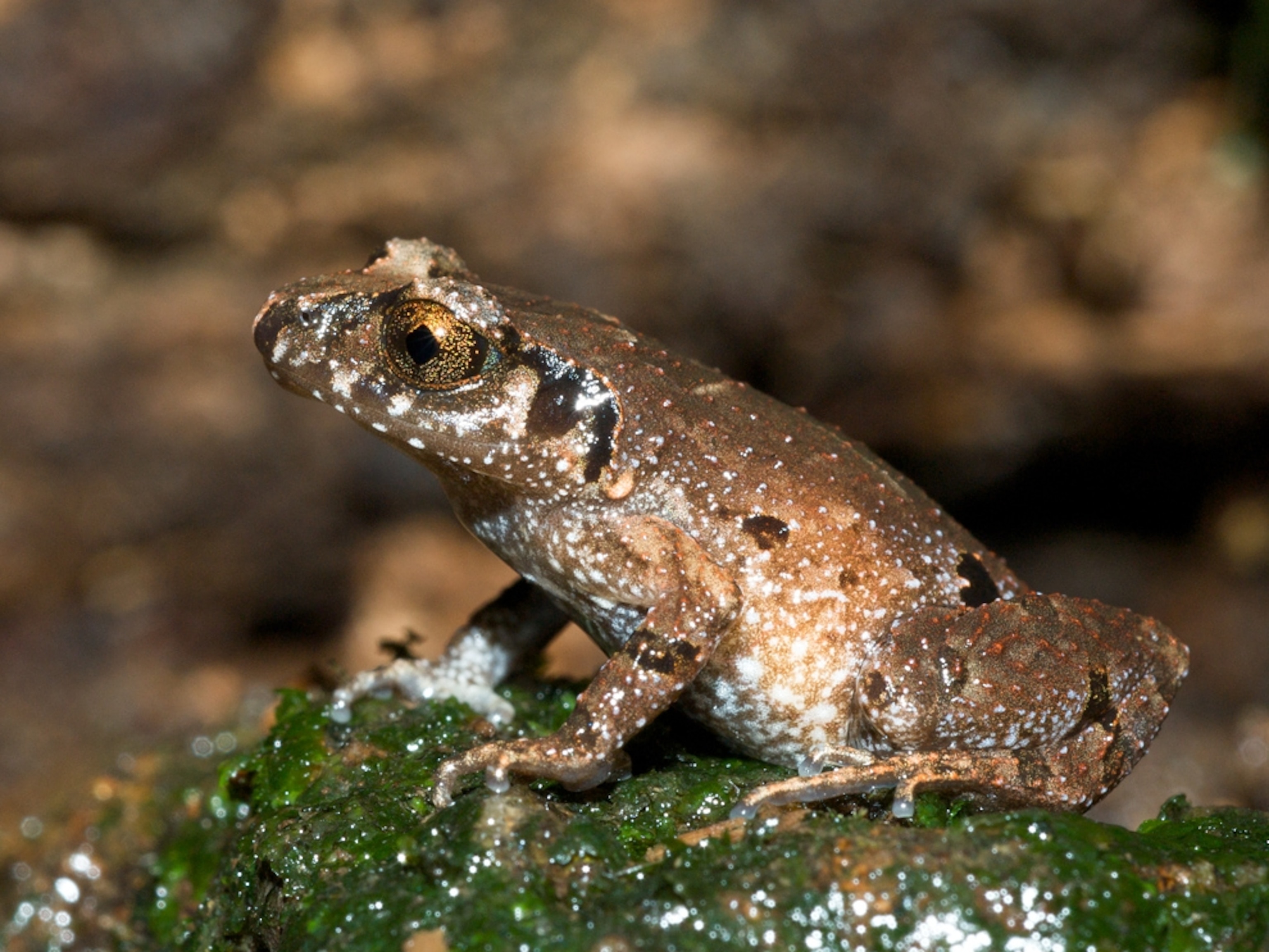 New Species Photos: Fangless Snake, Bald Bird Near the Mekong River ...