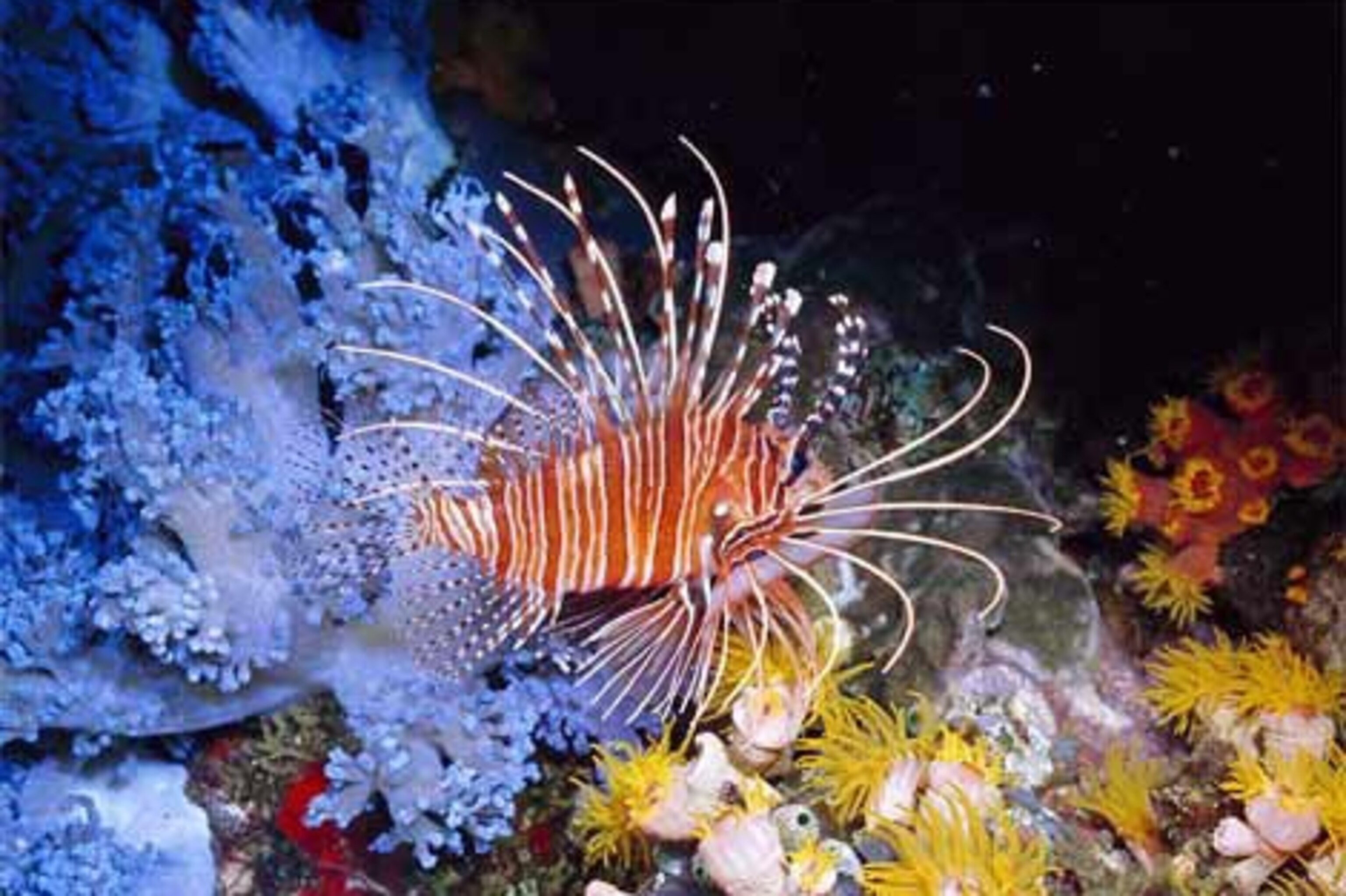 In the Bahamas, Invasive Fish May Become Dinner to Restore Ecosystem