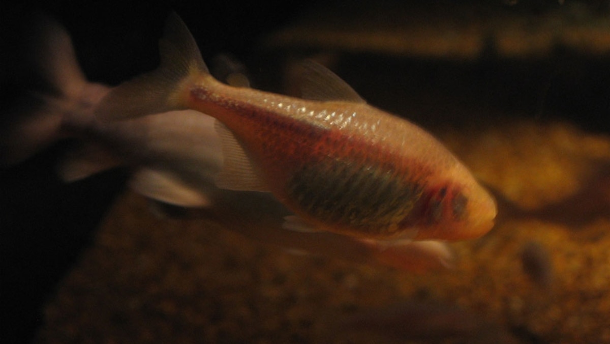 How A Fish Unleashed Its Evolutionary Potential And Went Blind ...
