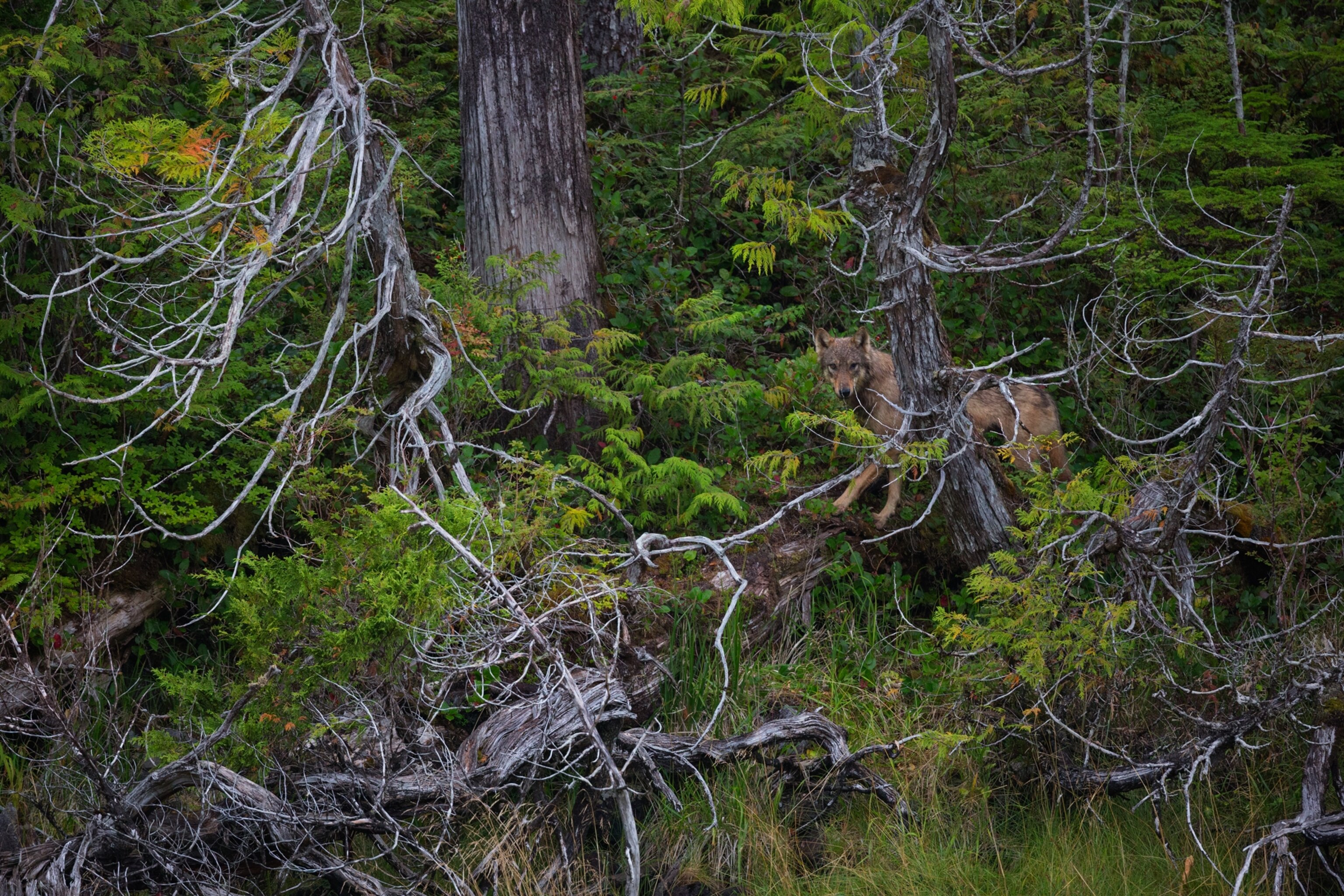 In Search of the Elusive Sea Wolf Along Canada’s Rugged Coast