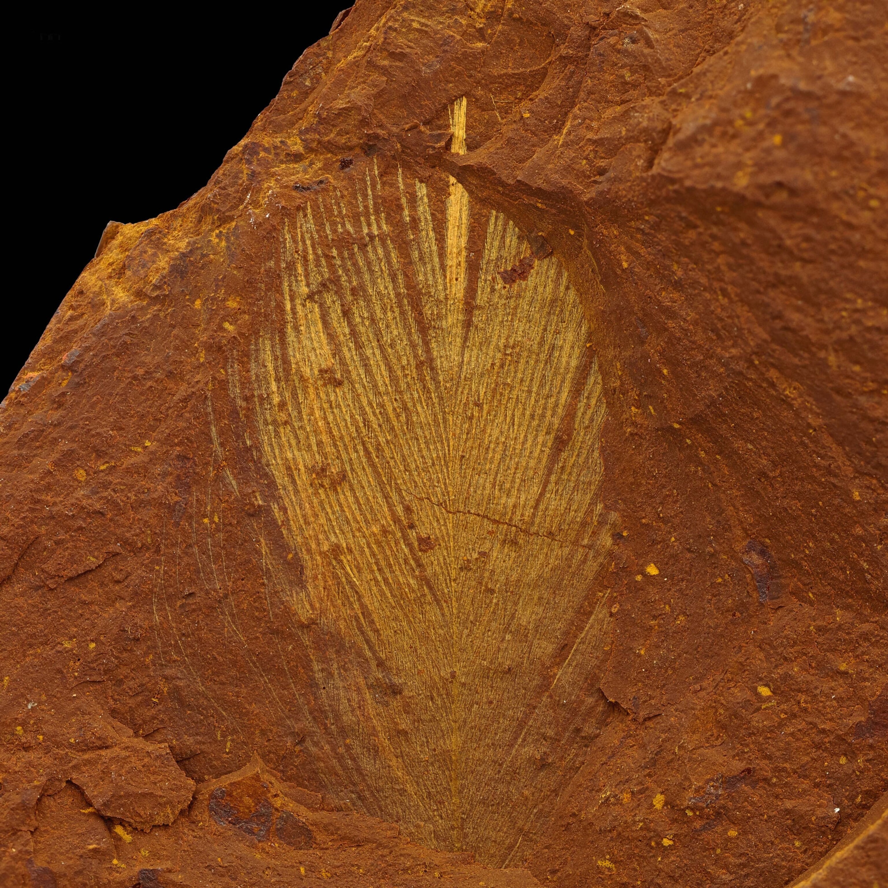 See the spectacular fossils from a newly discovered prehistoric rainforest