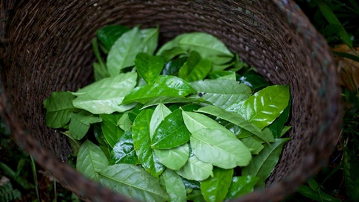 Tea Time in the Amazon