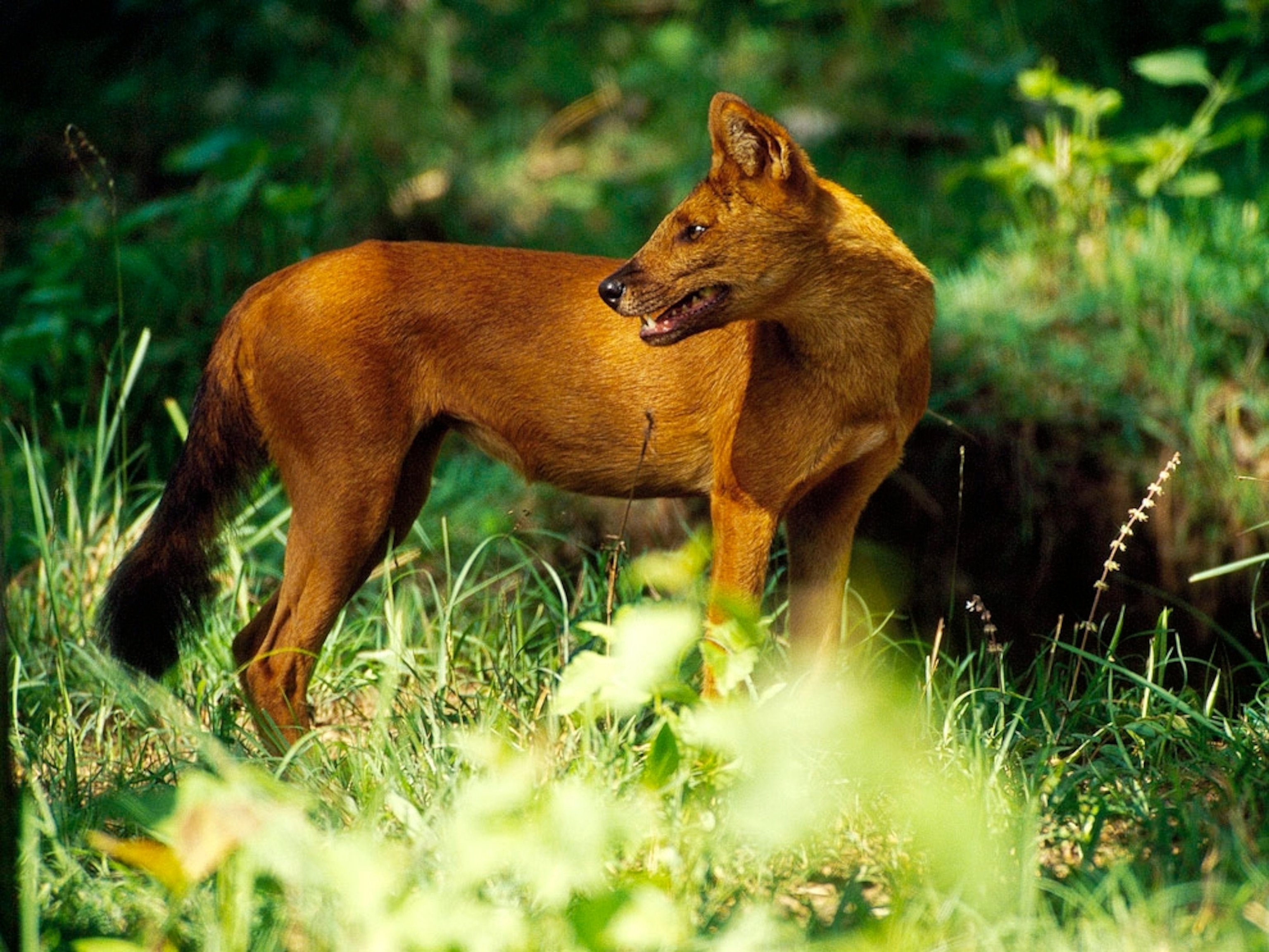 Wild Dog Pictures - National Geographic