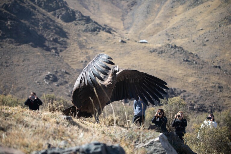 Condor After Earth