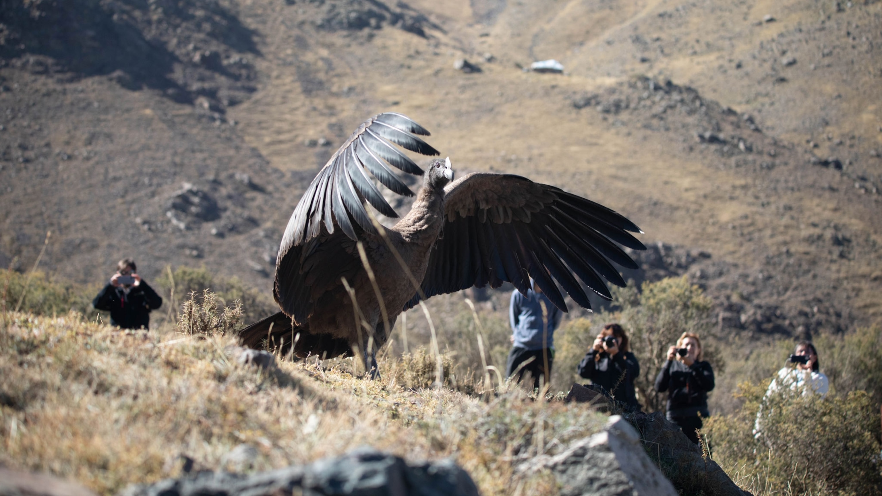 A Look Inside The Monumental Effort To Save The Andean Condor - TrendRadars