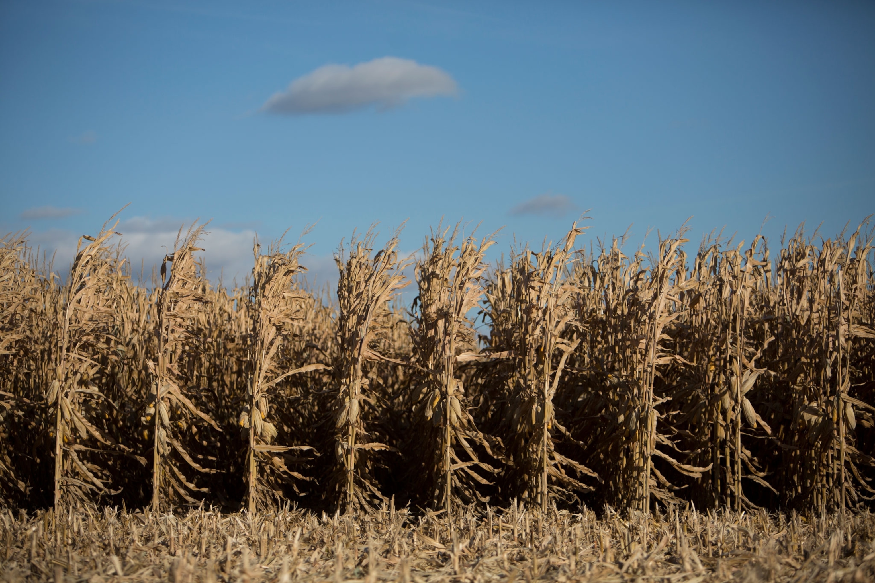 Iowa Corn Fields