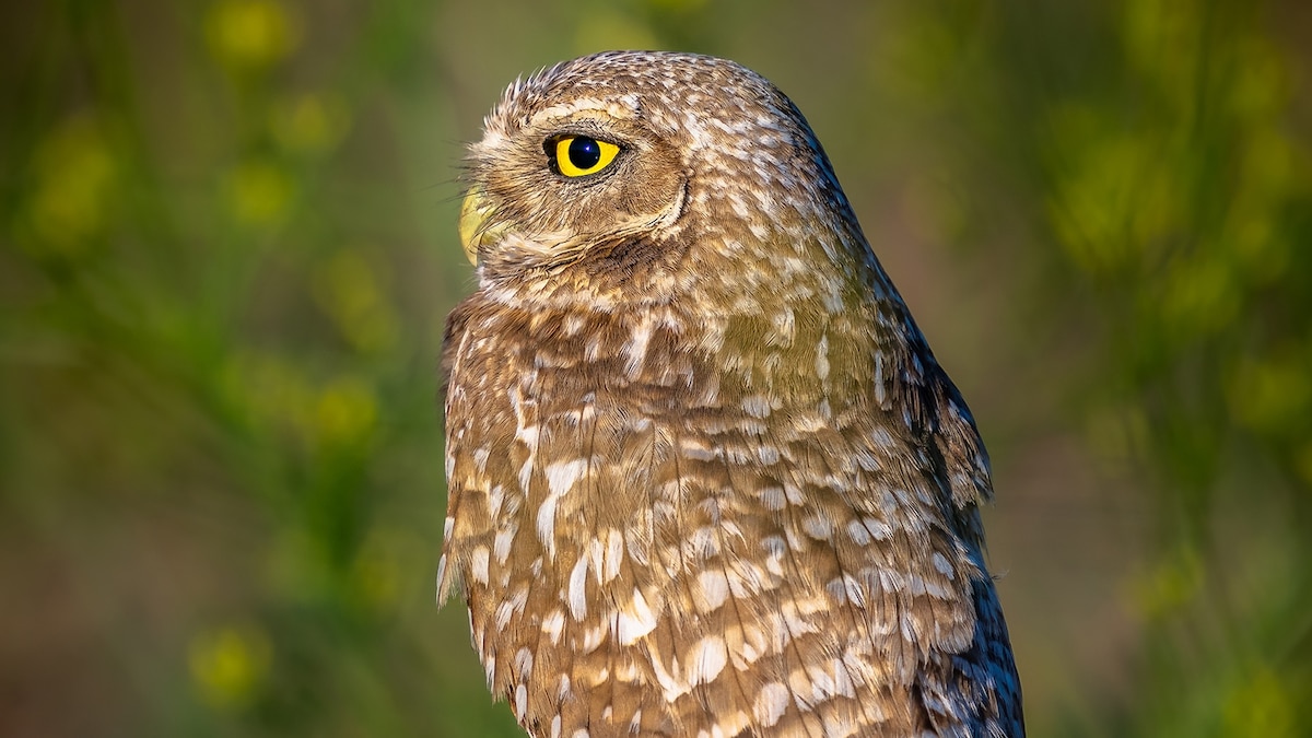 These scientists are helping young burrowing owls find love | National ...