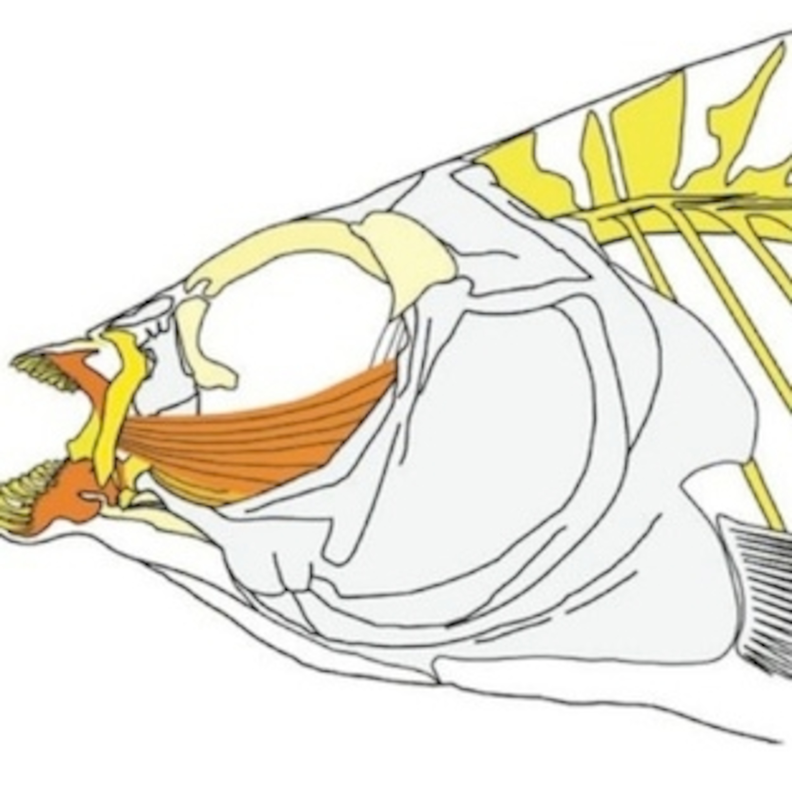 Watching Fish Climb Darwin’s Mountain