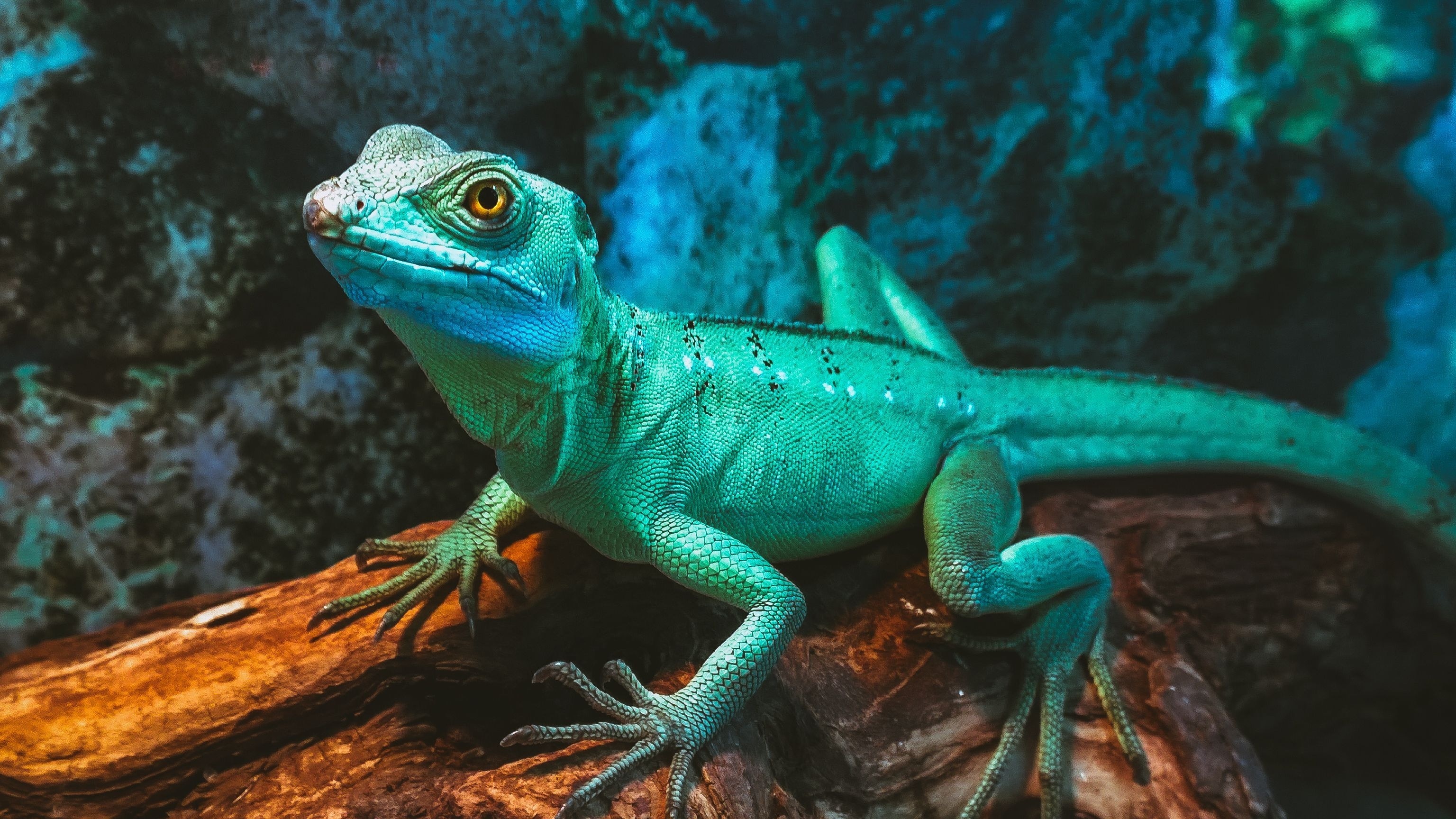 Tropical Rainforest Lizards Rainforest Lizards Royalty Free Images,