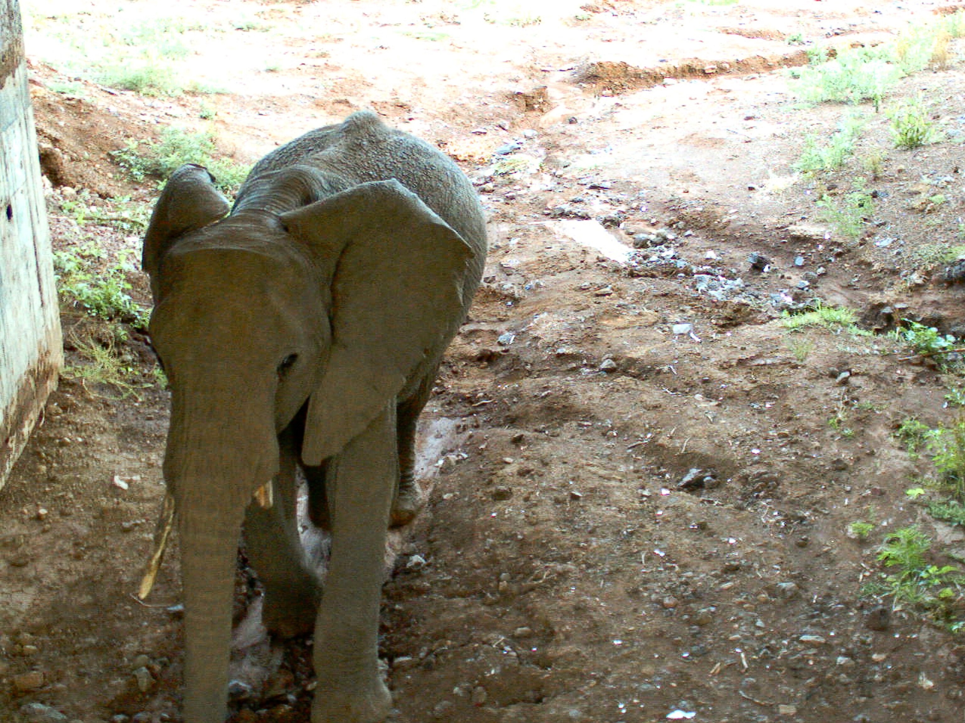 Pictures: Elephant Underpass Reuniting Kenya Herds