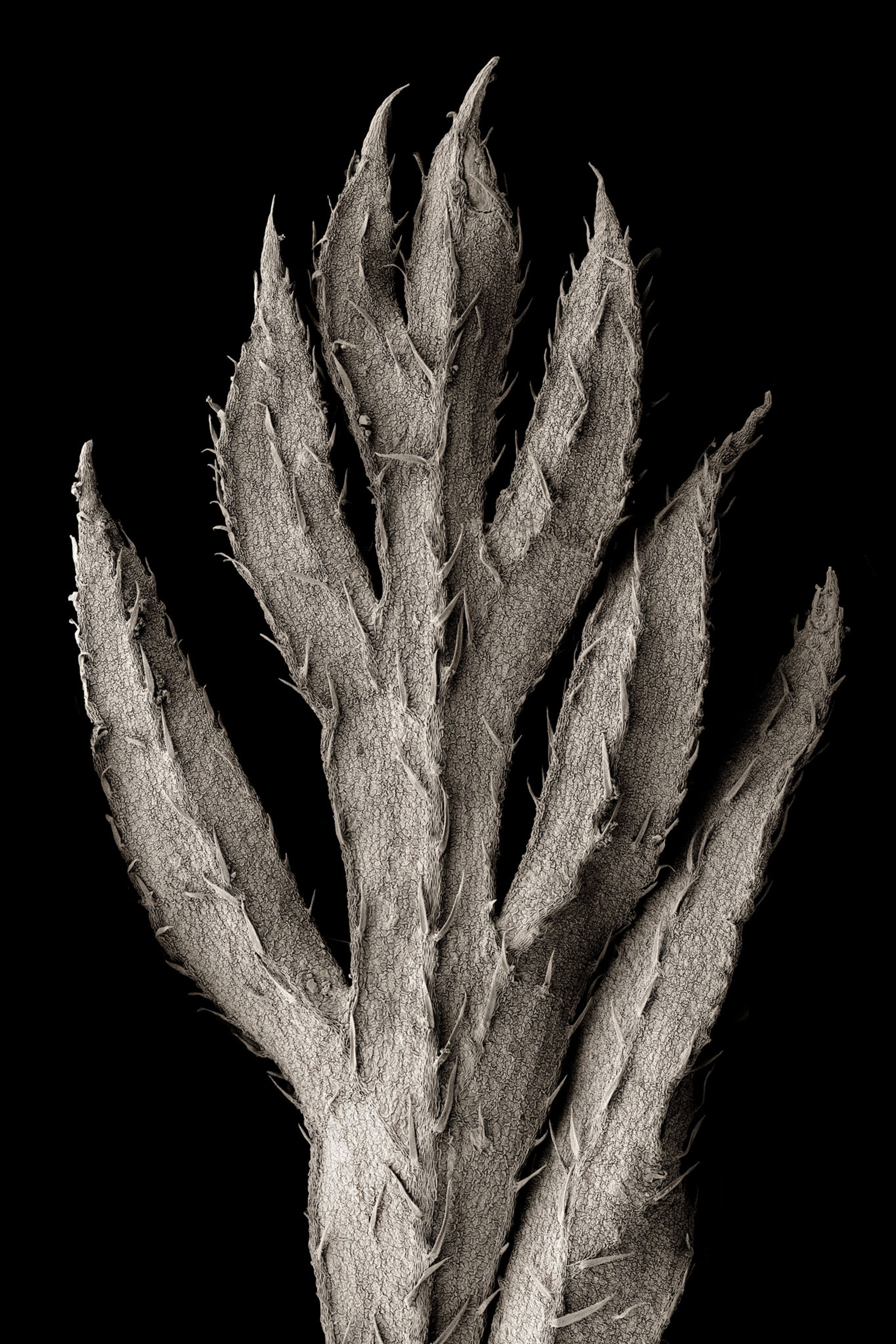 The hidden beauty of the plants that feed the world