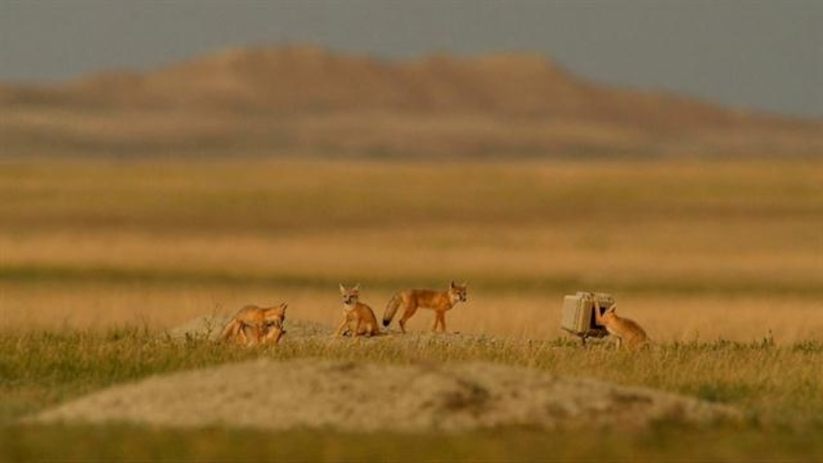 Moving Slowly to Capture the Swift Fox | National Geographic