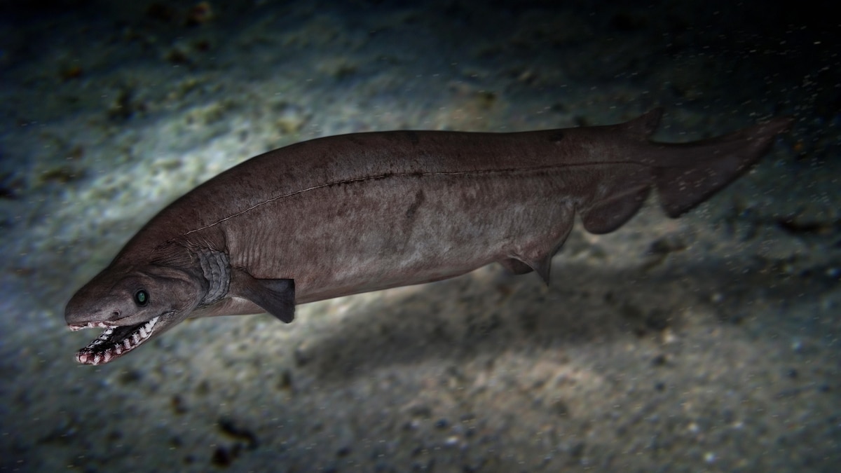 Amazing fossil shark skeleton is the first of its kind | National ...