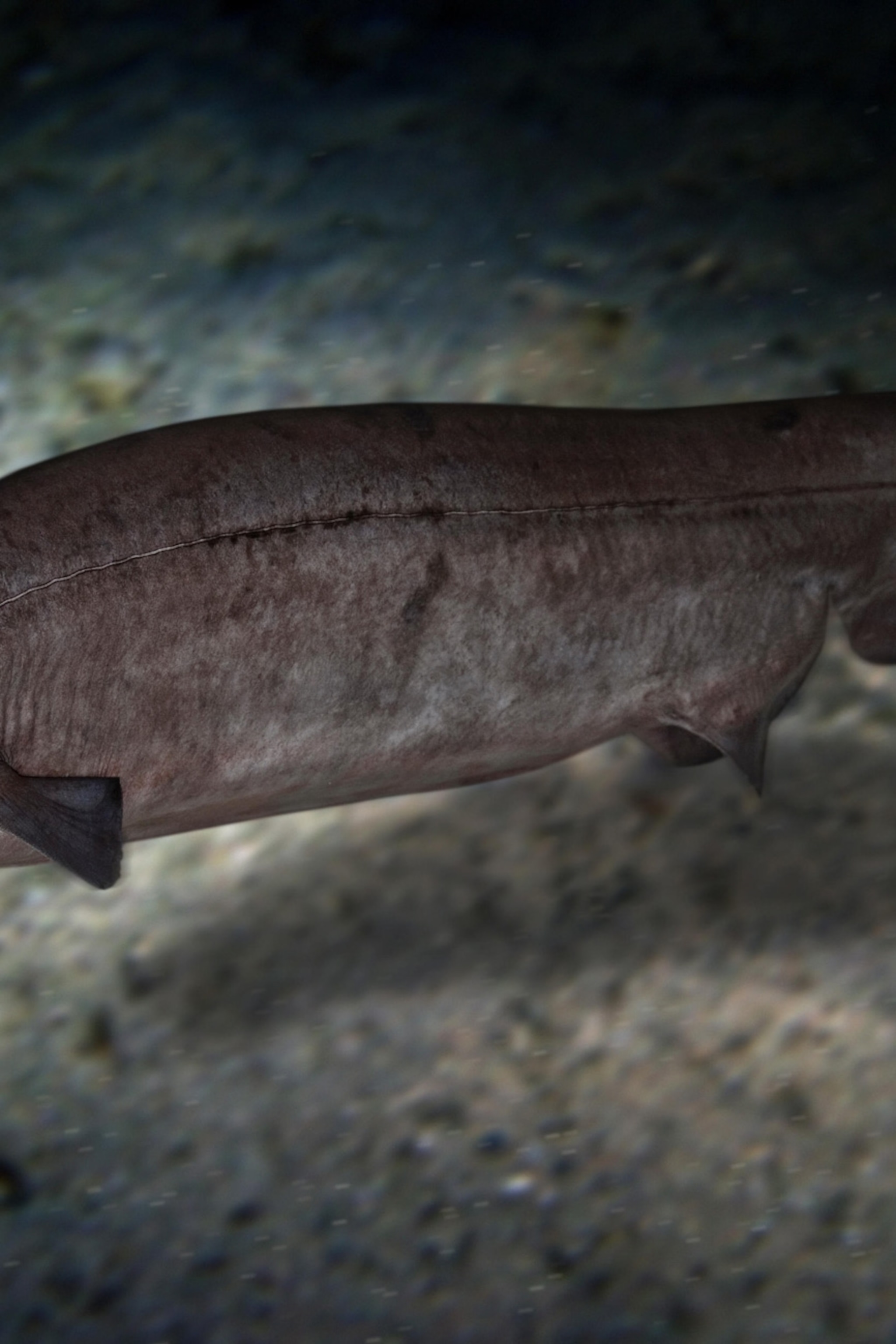 Markhayward Frillshark Living Fossil