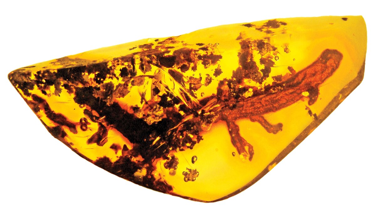 A Tiny Amphibian Trapped in Amber Is a New Species | National Geographic